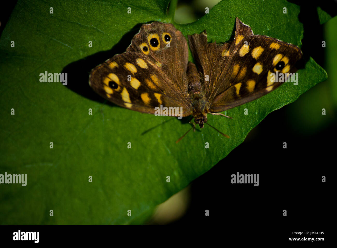 Imperfections hi-res stock photography and images - Alamy