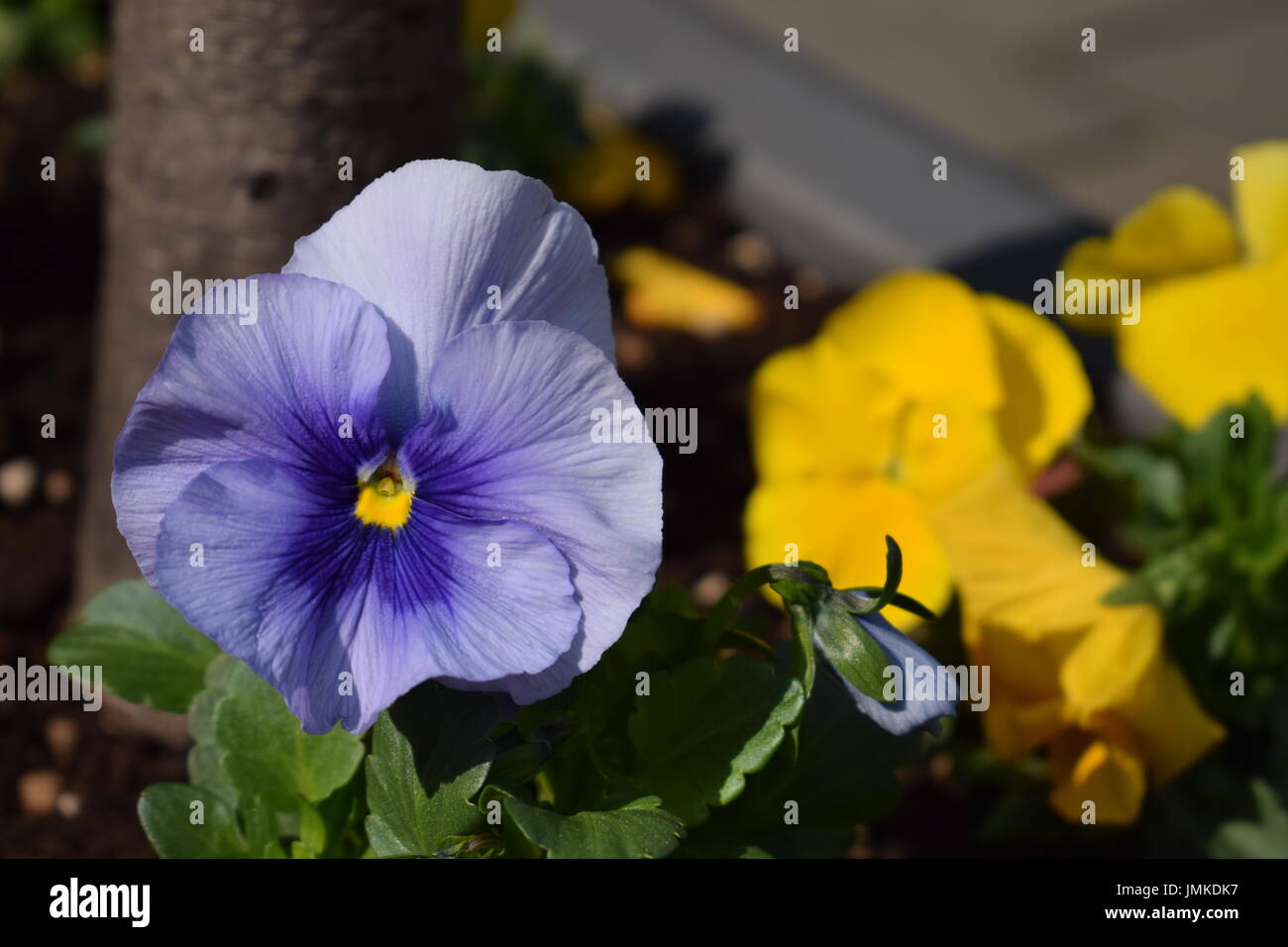 Close up flowers in park hi-res stock photography and images - Alamy