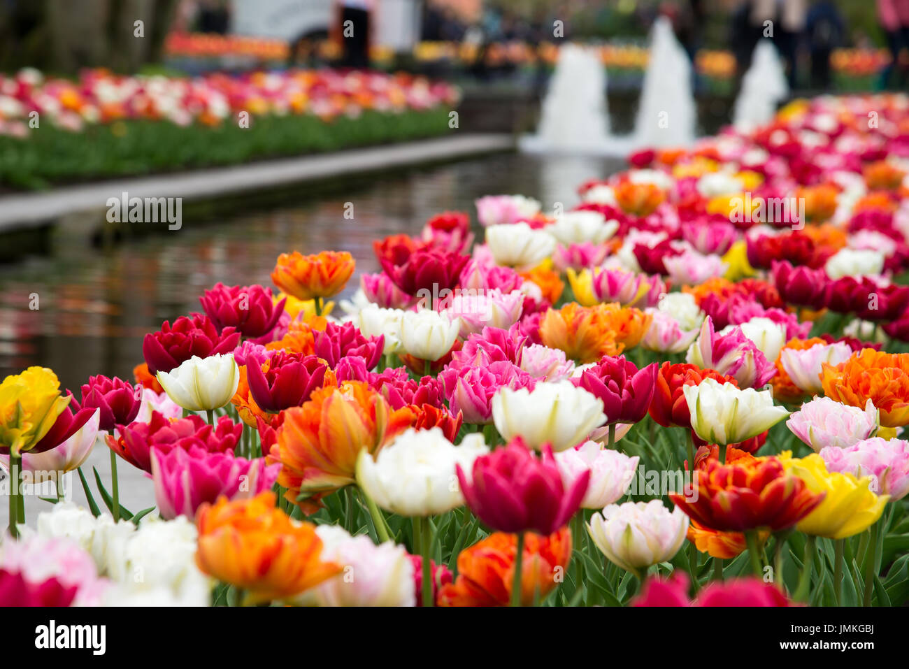 Colorful tulips in the park. Spring landscape Stock Photo - Alamy