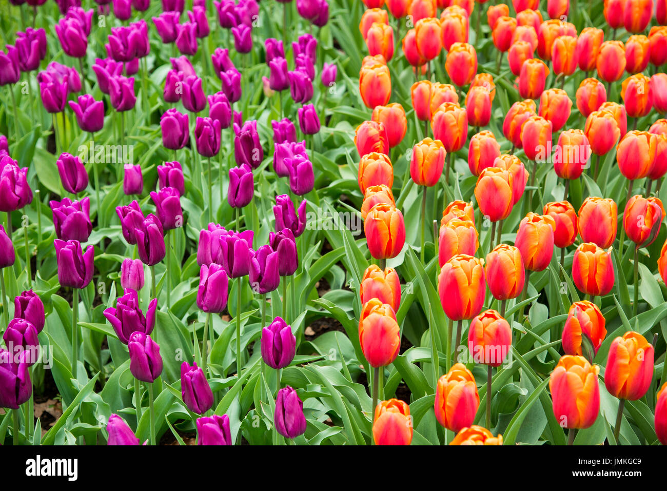 Colorful tulips in the park. Spring landscape Stock Photo - Alamy