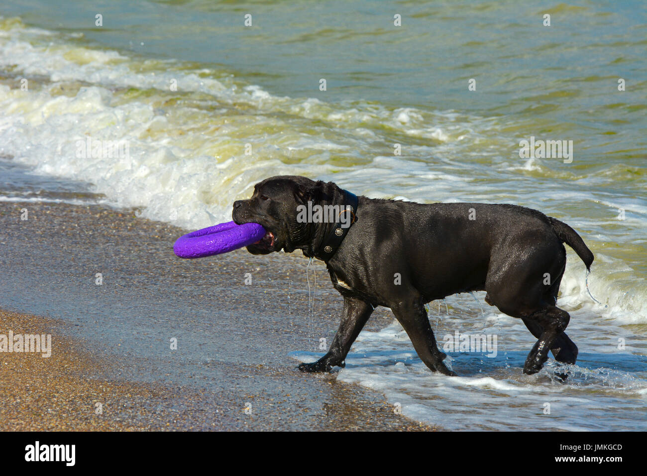 Rottweiler dog on the sand by the sea plays with a toy in the form of a ...