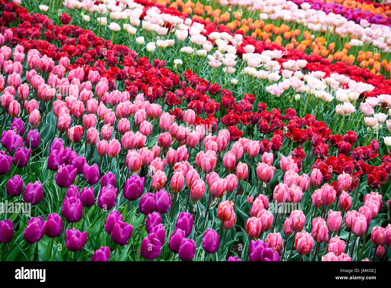 Colorful tulips in the park. Spring landscape Stock Photo - Alamy
