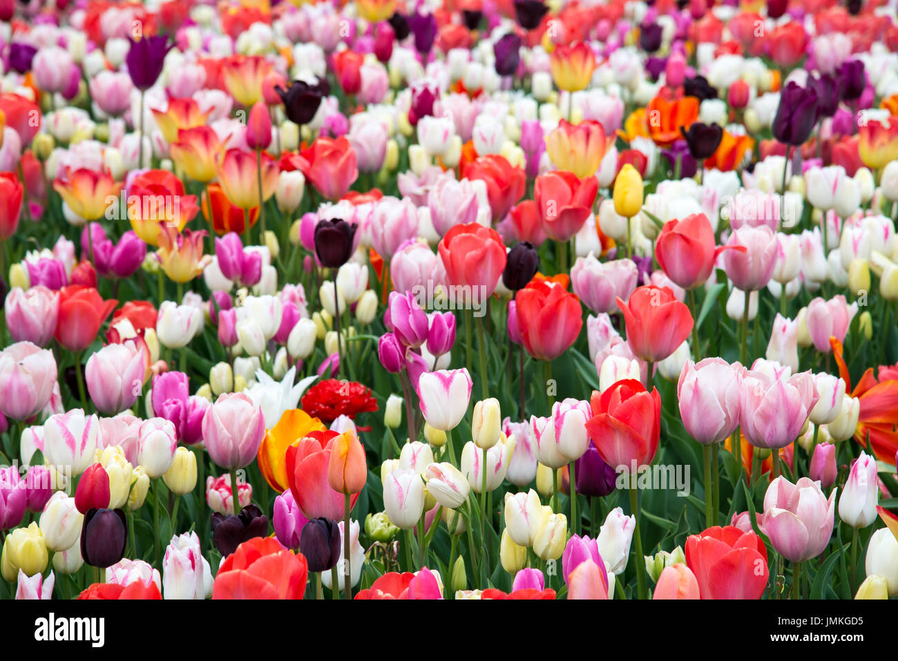 Bouquet fresh colorful spring hi-res stock photography and images - Alamy