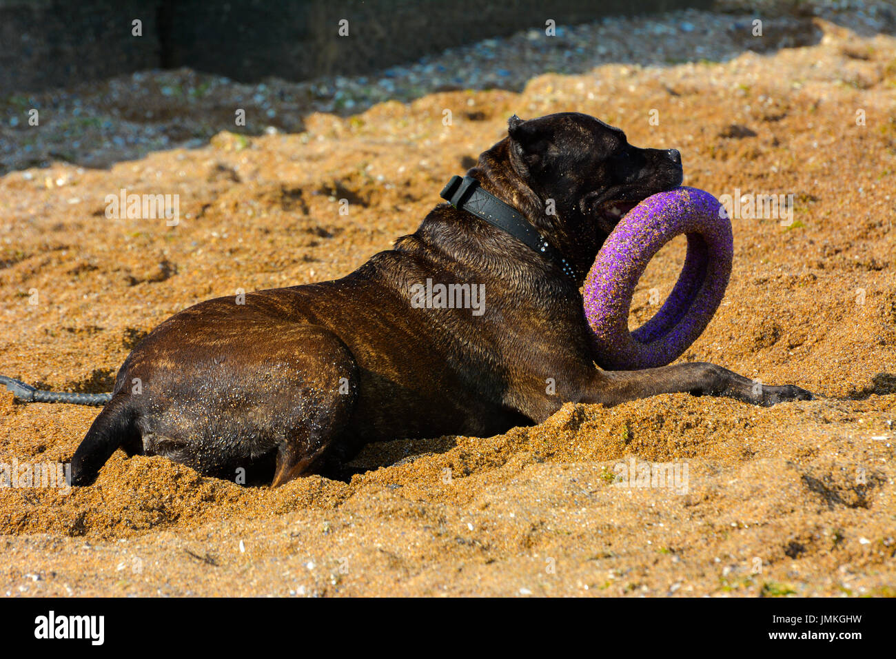 Rottweiler dog on the sand by the sea plays with a toy in the form of a ...