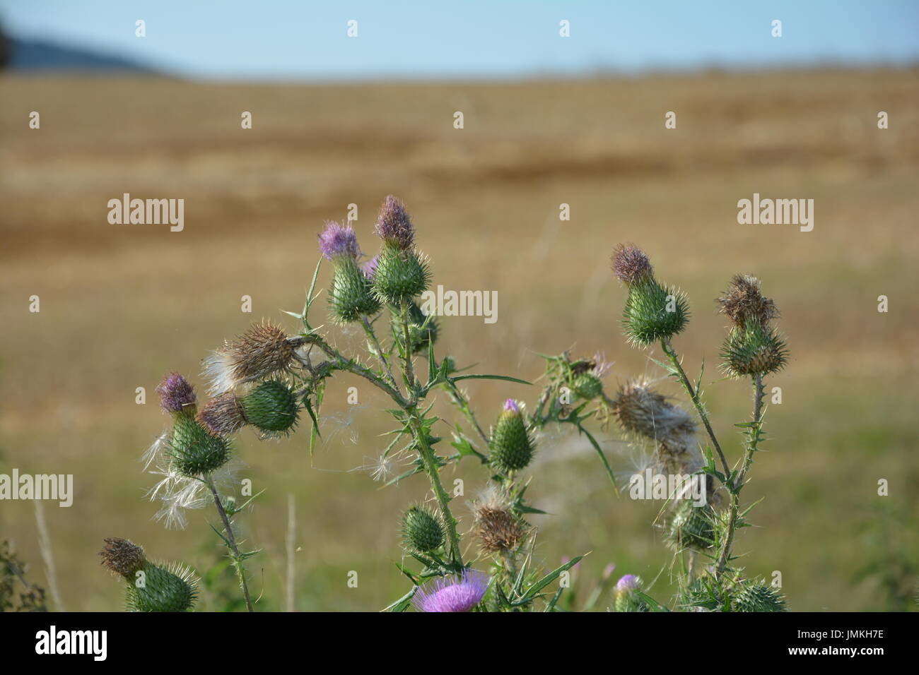 Sting thistle hi-res stock photography and images - Alamy