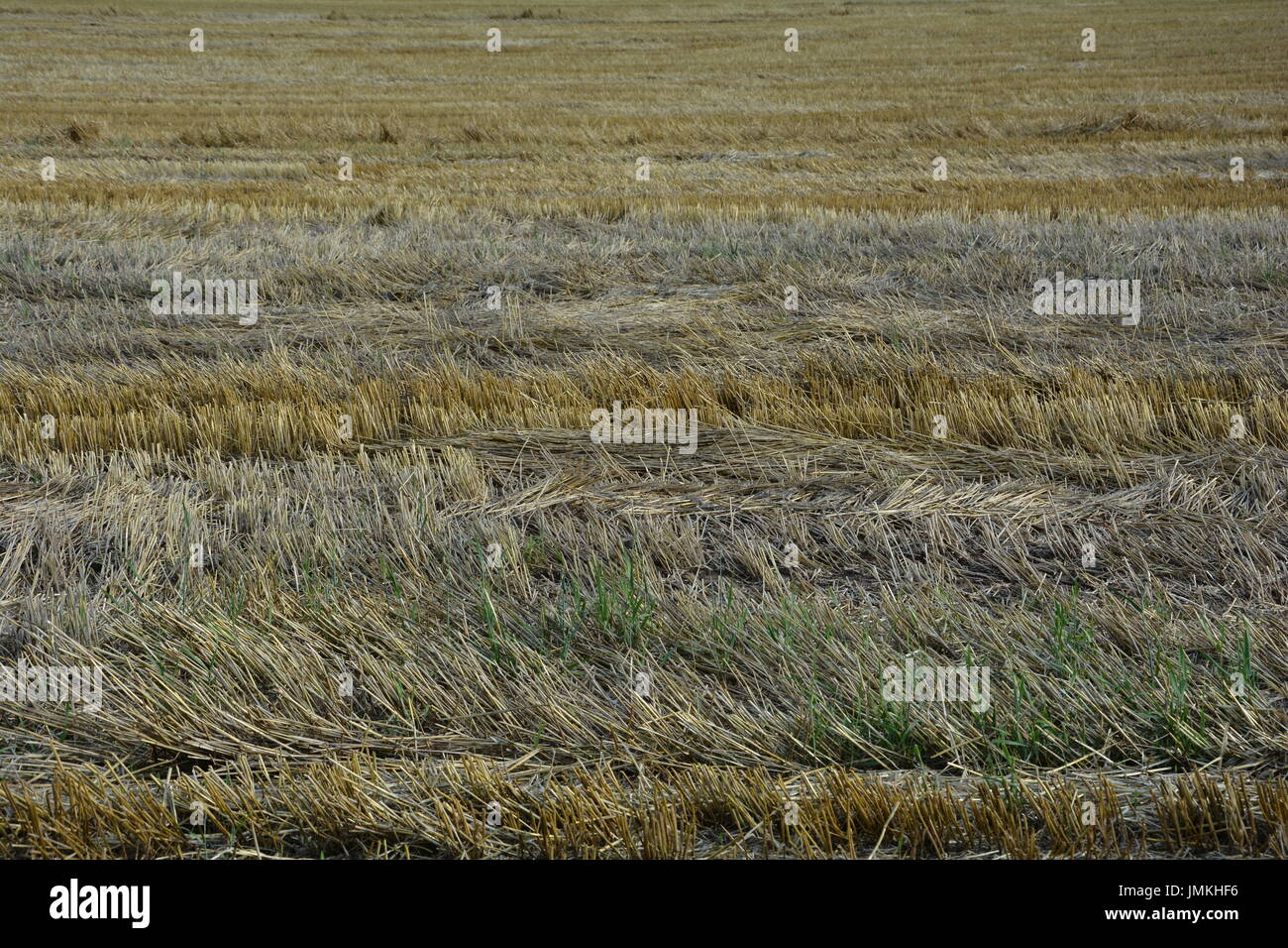 Agricultural stubble hi-res stock photography and images - Alamy