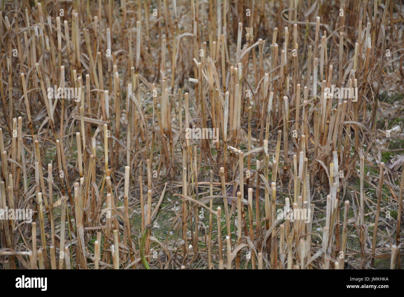 Agricultural stubble hi-res stock photography and images - Alamy