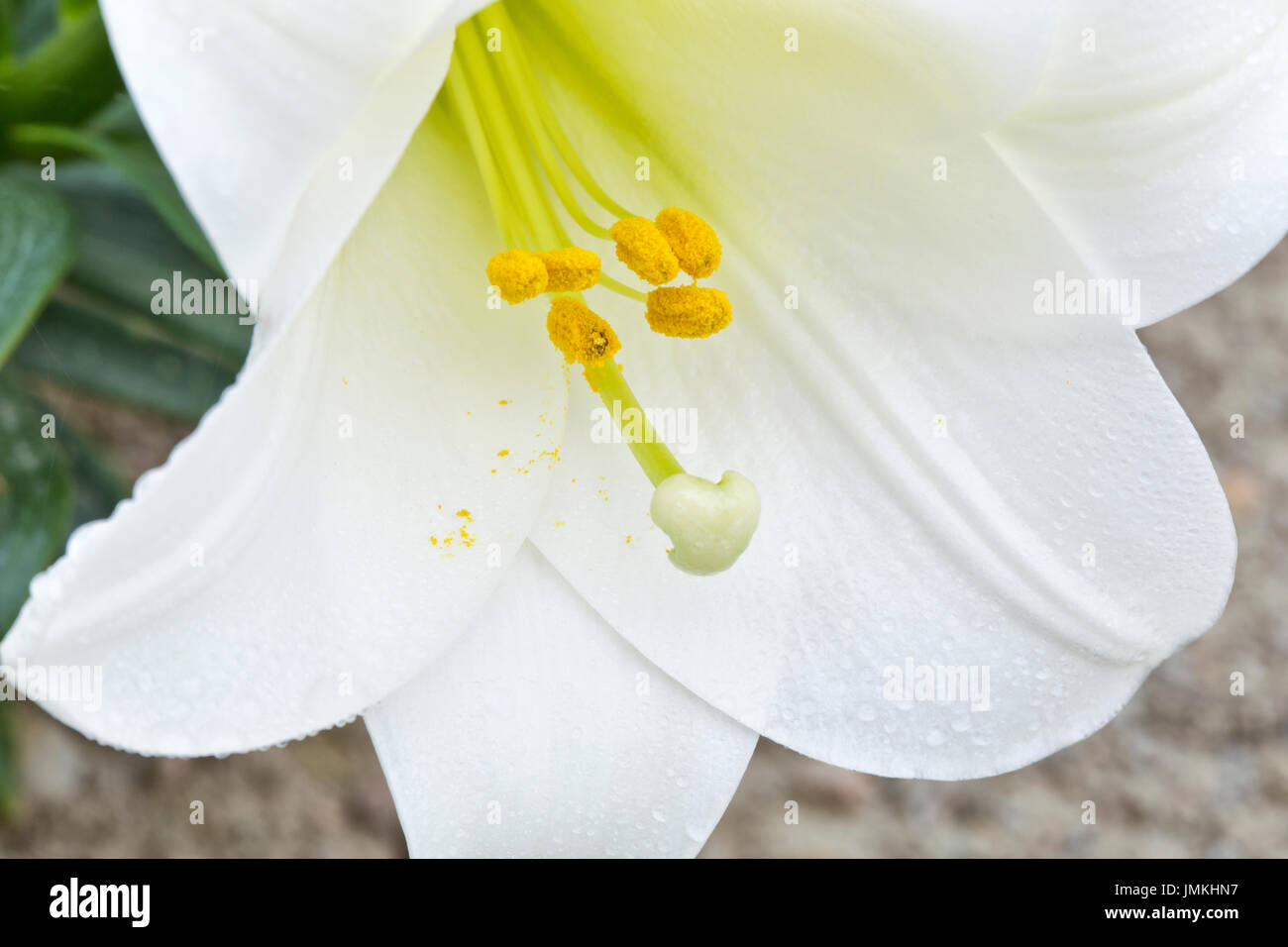 Easter Lily flower, closeup of stigma, stamens & anthers Stock Photo ...