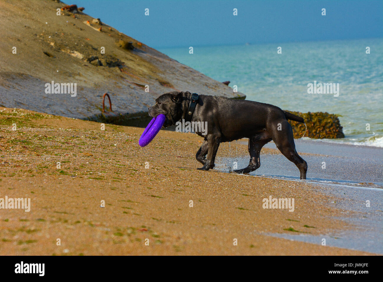 Rottweiler footprint hi-res stock photography and images - Alamy