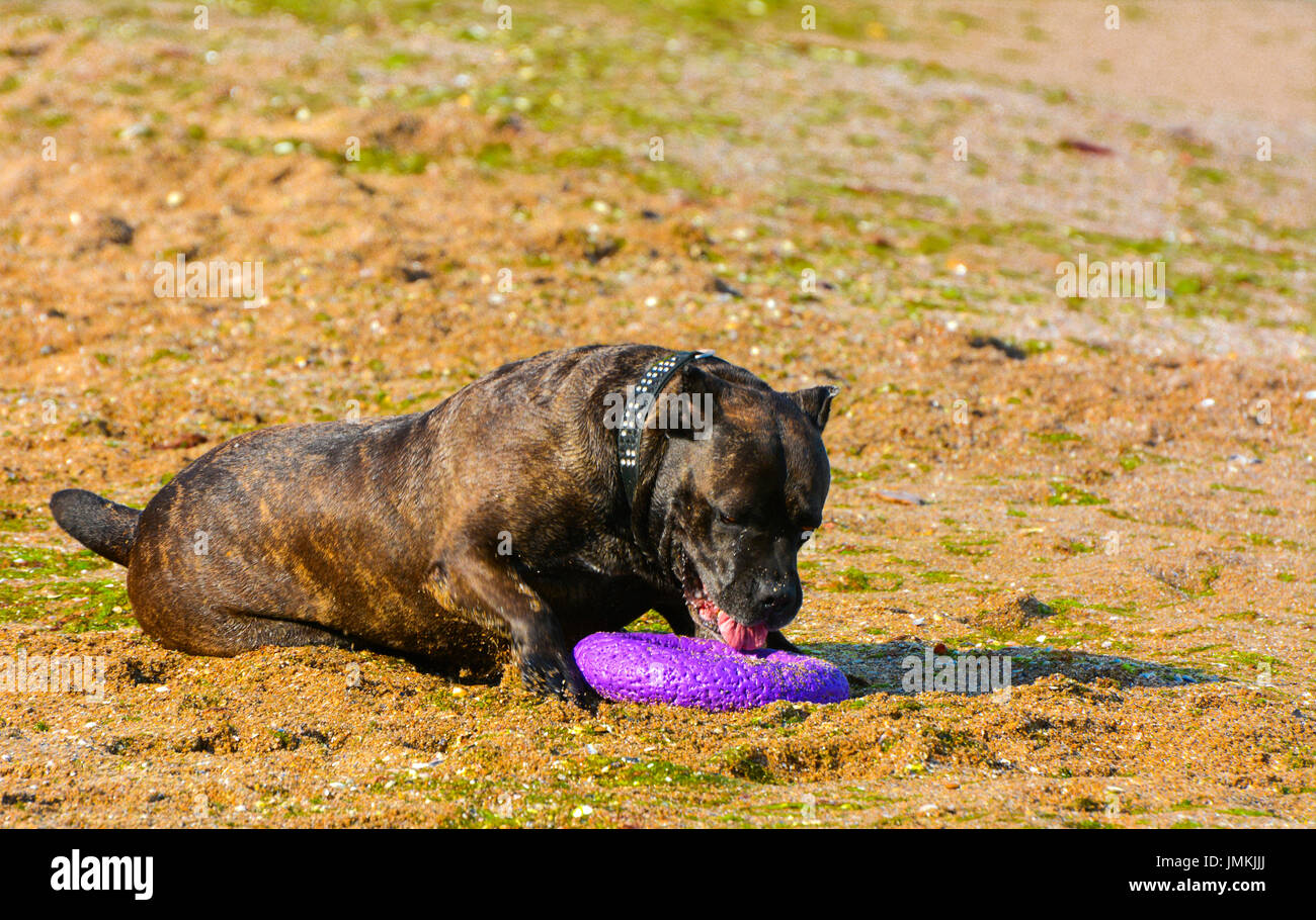 Rottweiler dog on the sand by the sea plays with a toy in the form of a ...