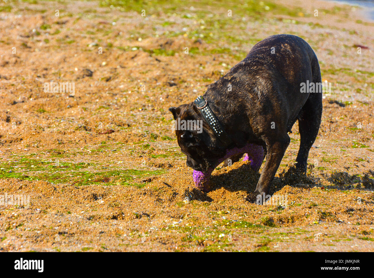 Rottweiler dog on the sand by the sea plays with a toy in the form of a ...