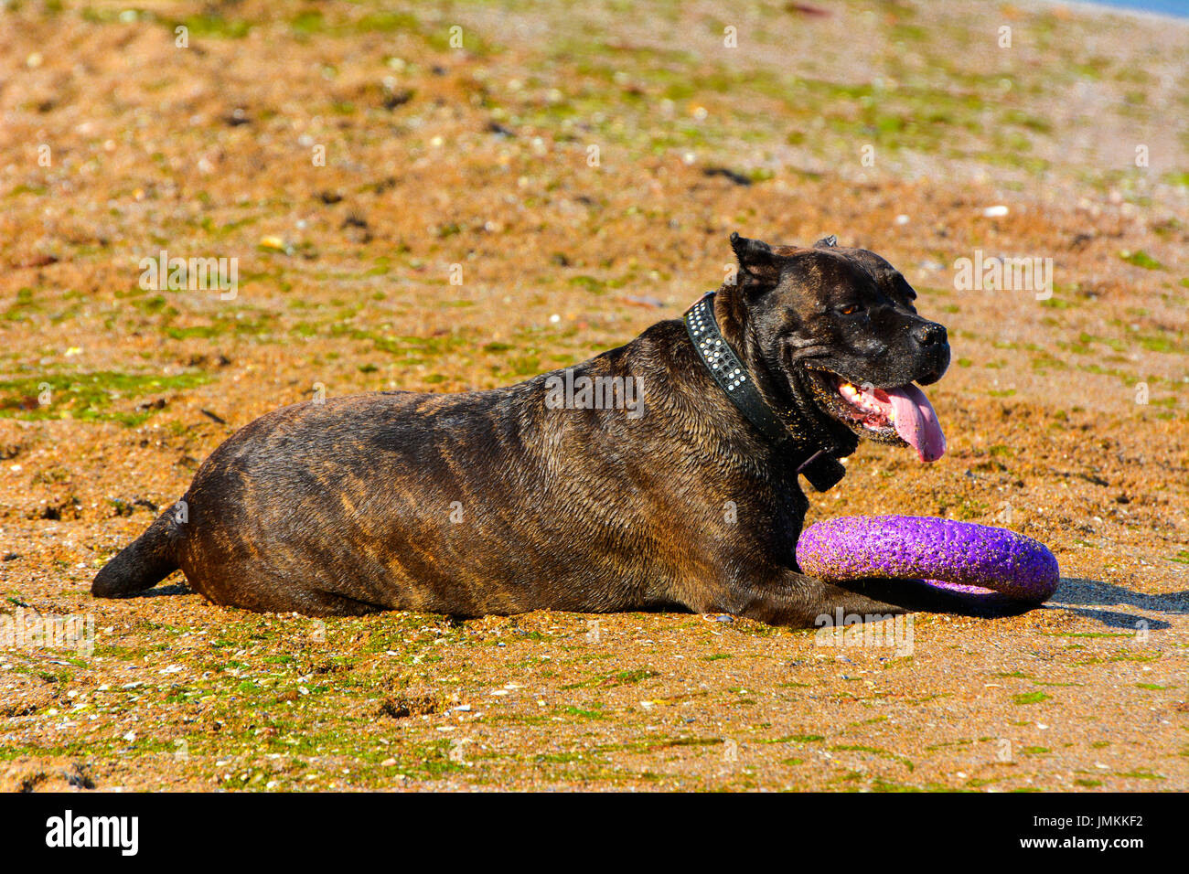 Rottweiler dog on the sand by the sea plays with a toy in the form of a ...