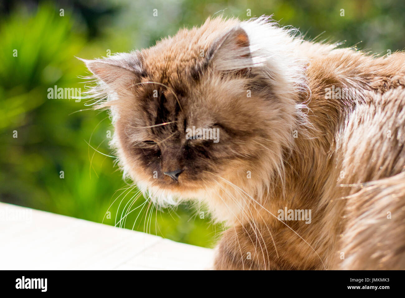 Amazing cat on the nature Stock Photo - Alamy