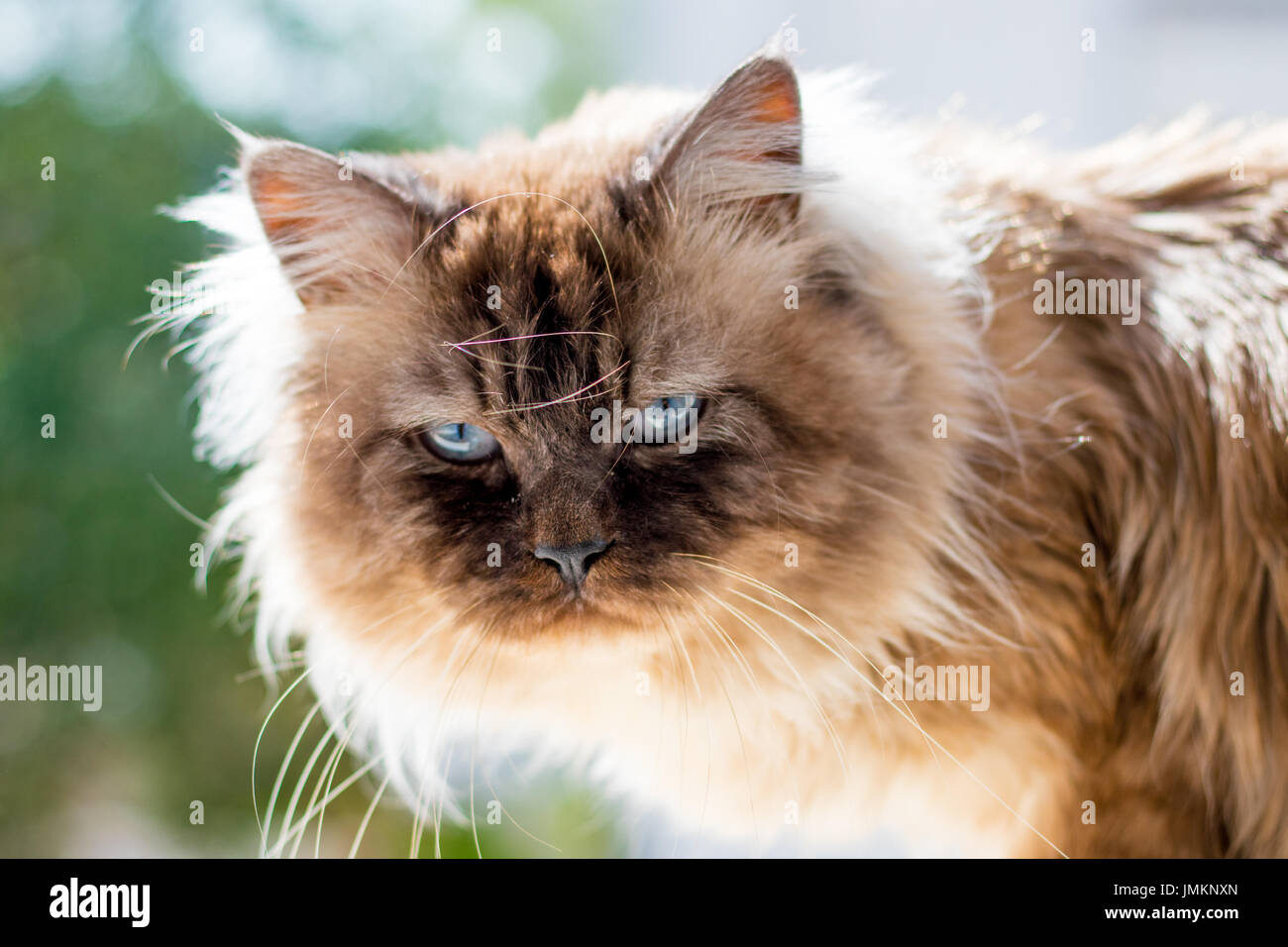 Amazing cute wild animals hi-res stock photography and images - Alamy