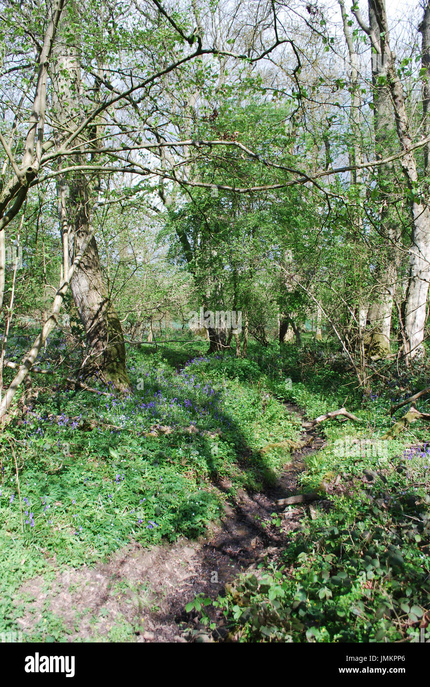 Path through wood with tall trees Stock Photo - Alamy