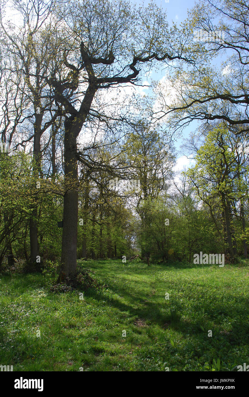 Path through wood with tall trees Stock Photo - Alamy