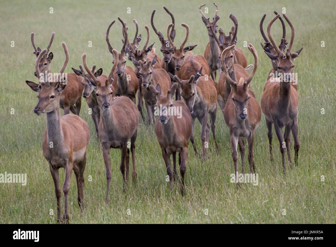 Portrait juvenile red deer hi-res stock photography and images - Alamy
