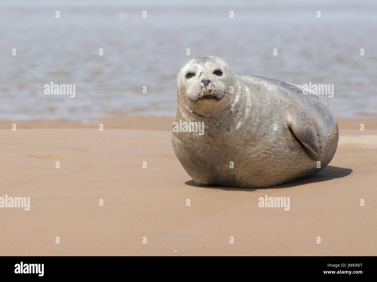 Common seal head out water hi-res stock photography and images - Alamy