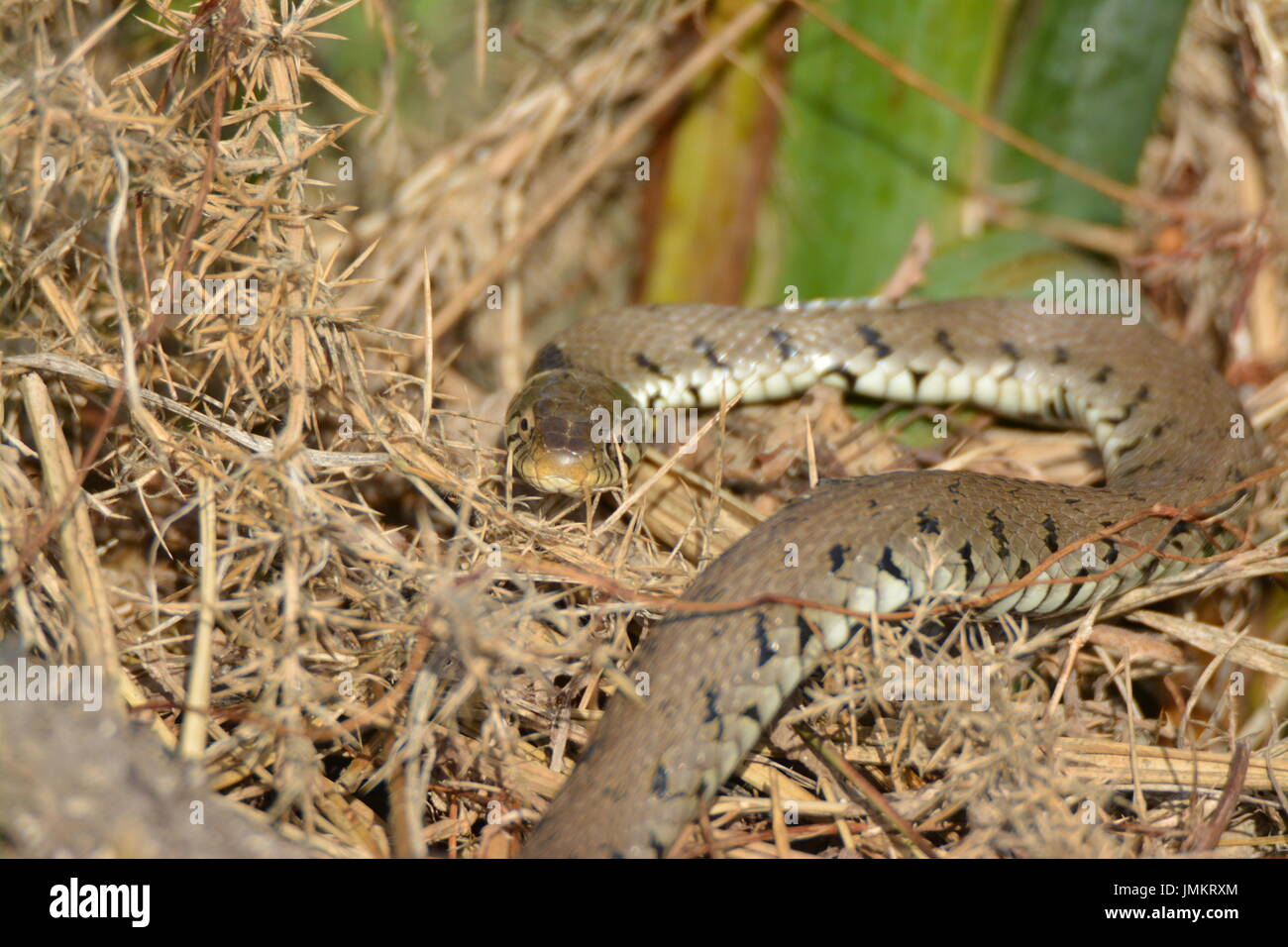 Grass Snake (Natrix natrix) - basking on straw in the autumn sunshine ...