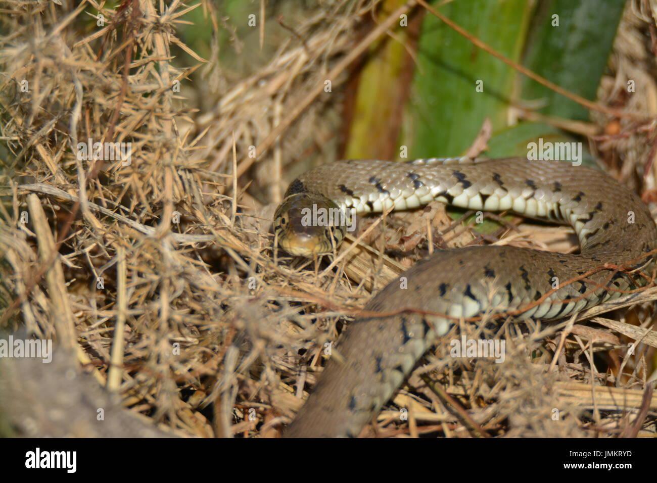 Grass Snake (Natrix natrix) - basking on straw in the autumn sunshine ...