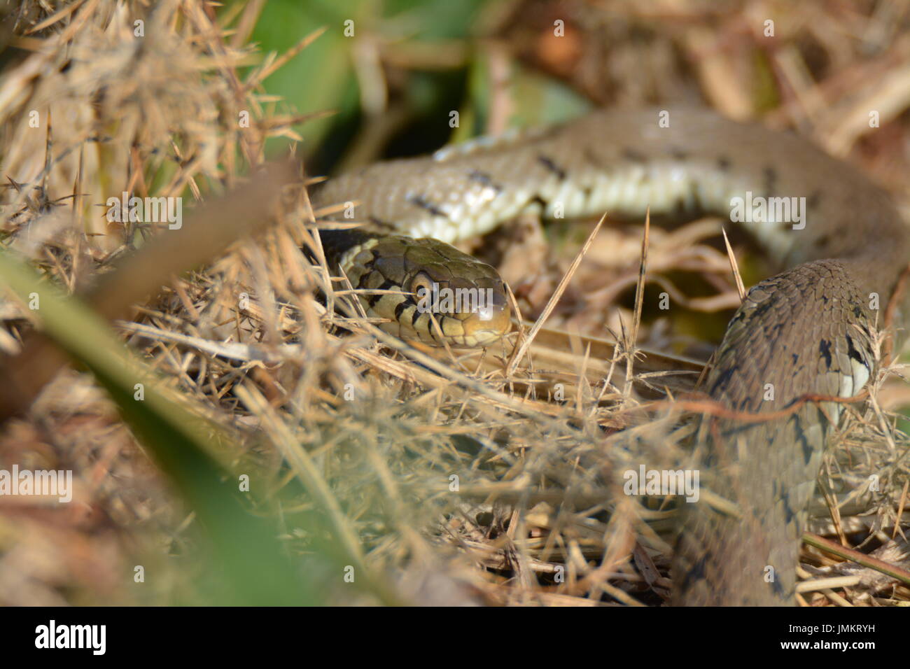Grass Snake (Natrix natrix) - basking on straw in the autumn sunshine ...