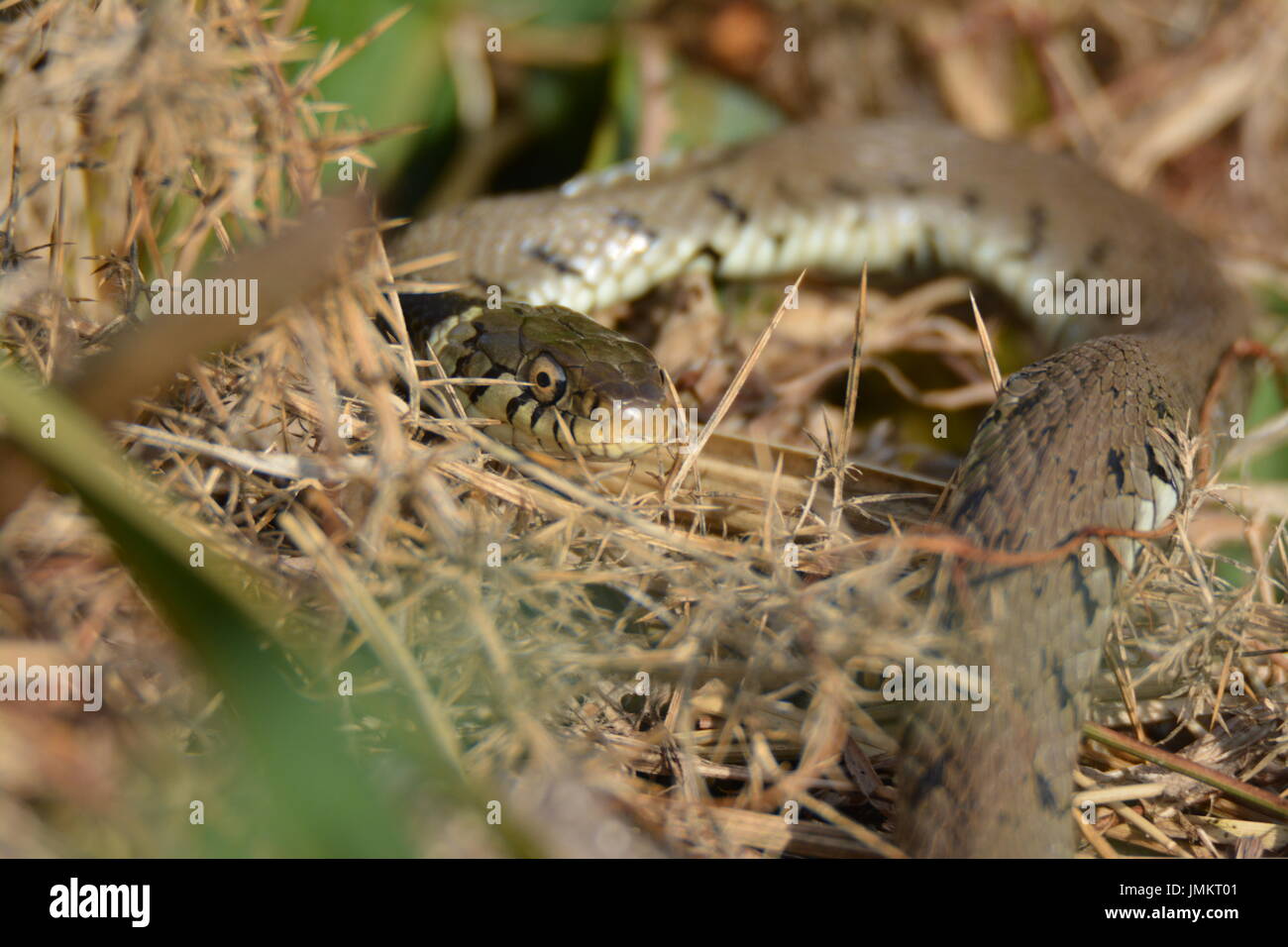 Grass Snake (Natrix natrix) - basking on straw in the autumn sunshine ...