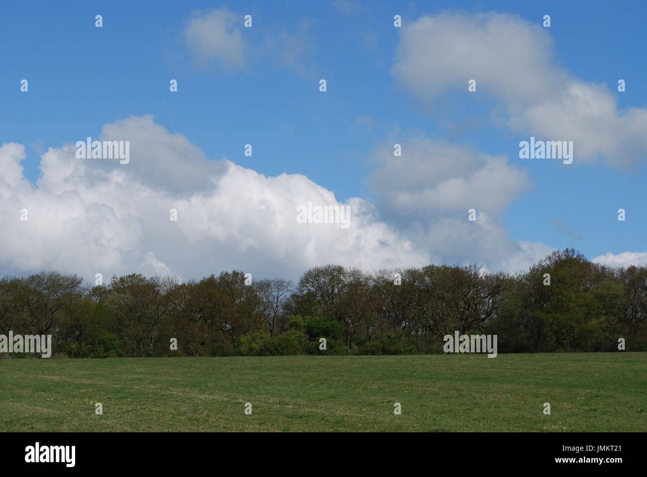 Green field with hedge and trees Stock Photo - Alamy
