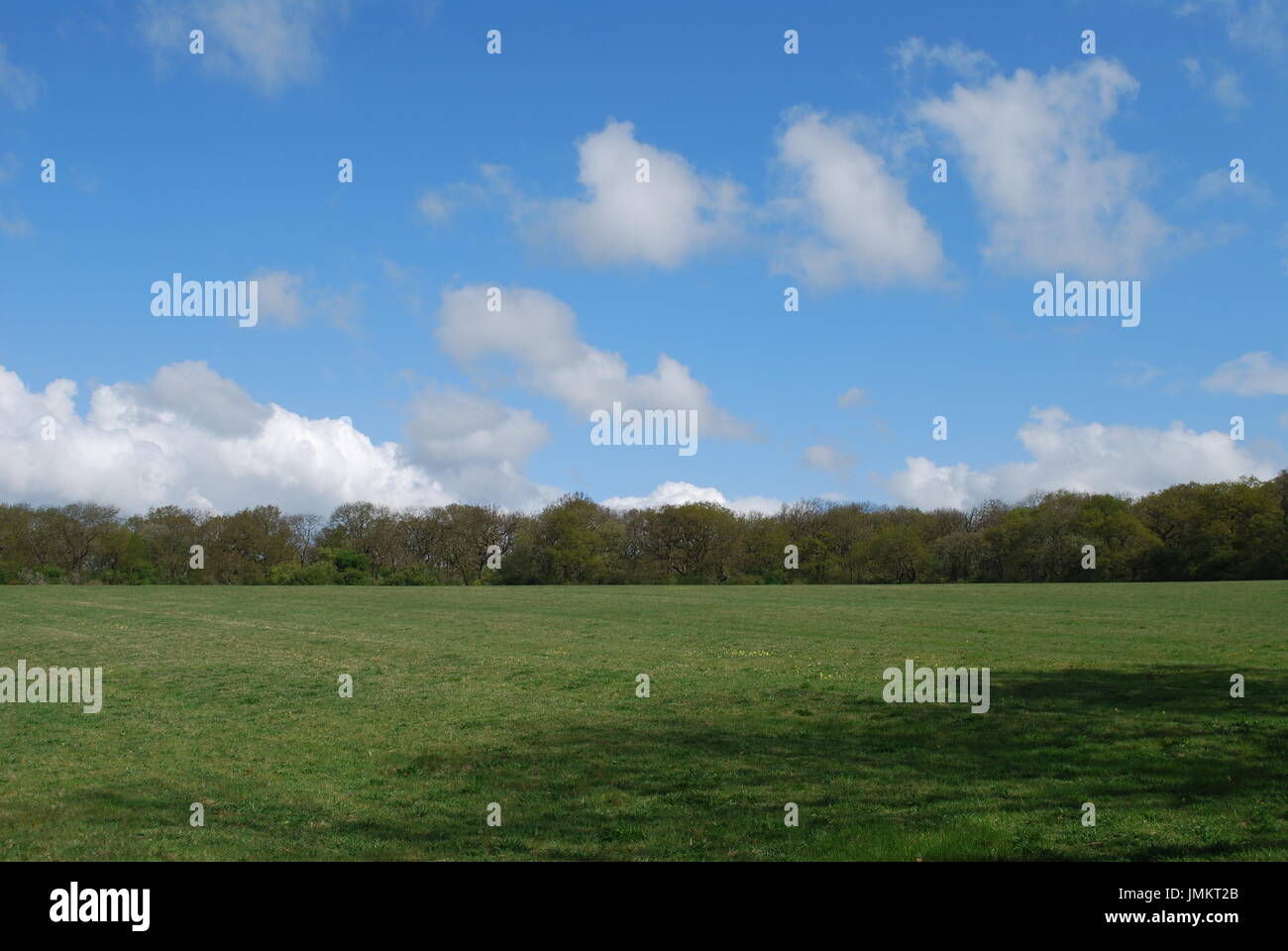 Green field with hedge and trees Stock Photo - Alamy