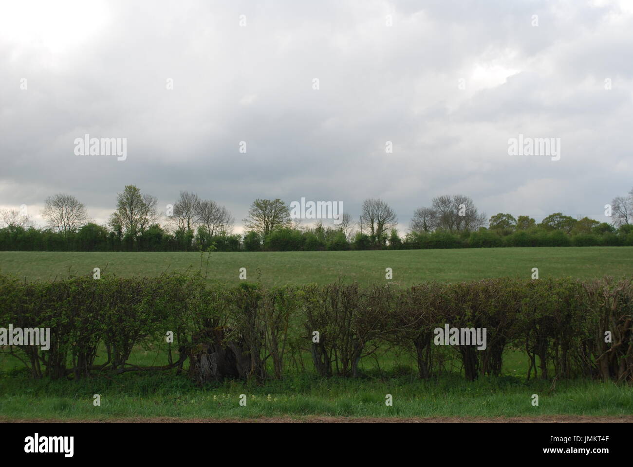 Green field with hedge and trees Stock Photo - Alamy