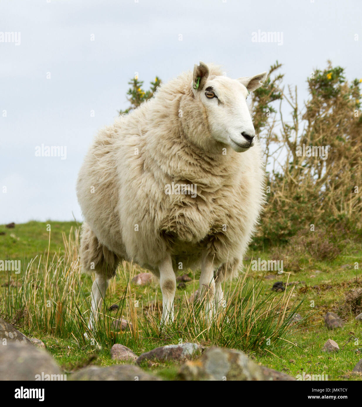 Cheviot sheep, British heritage breed, with thick coat of wool, facing ...