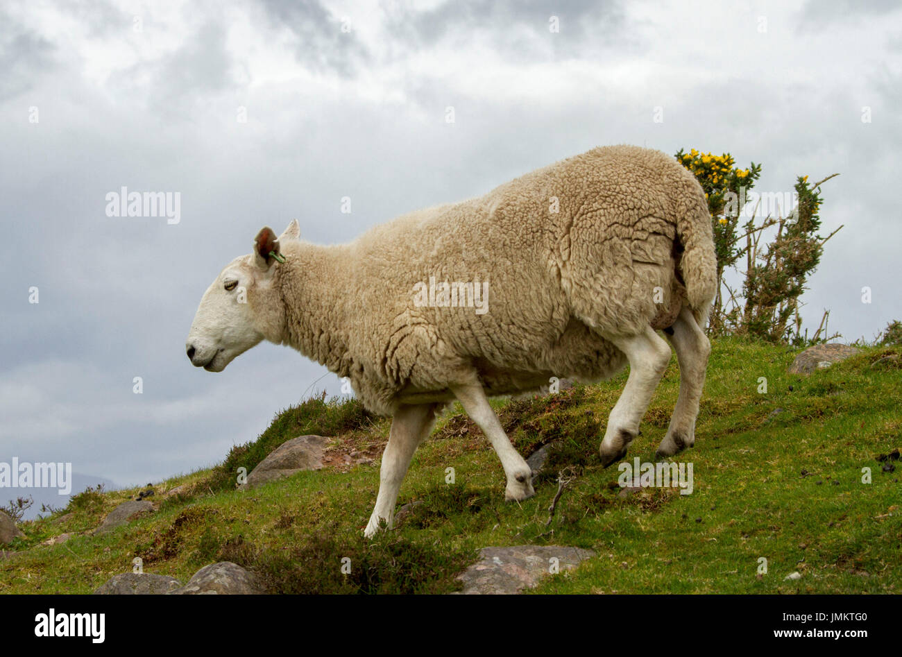 Heritage breed hi-res stock photography and images - Alamy
