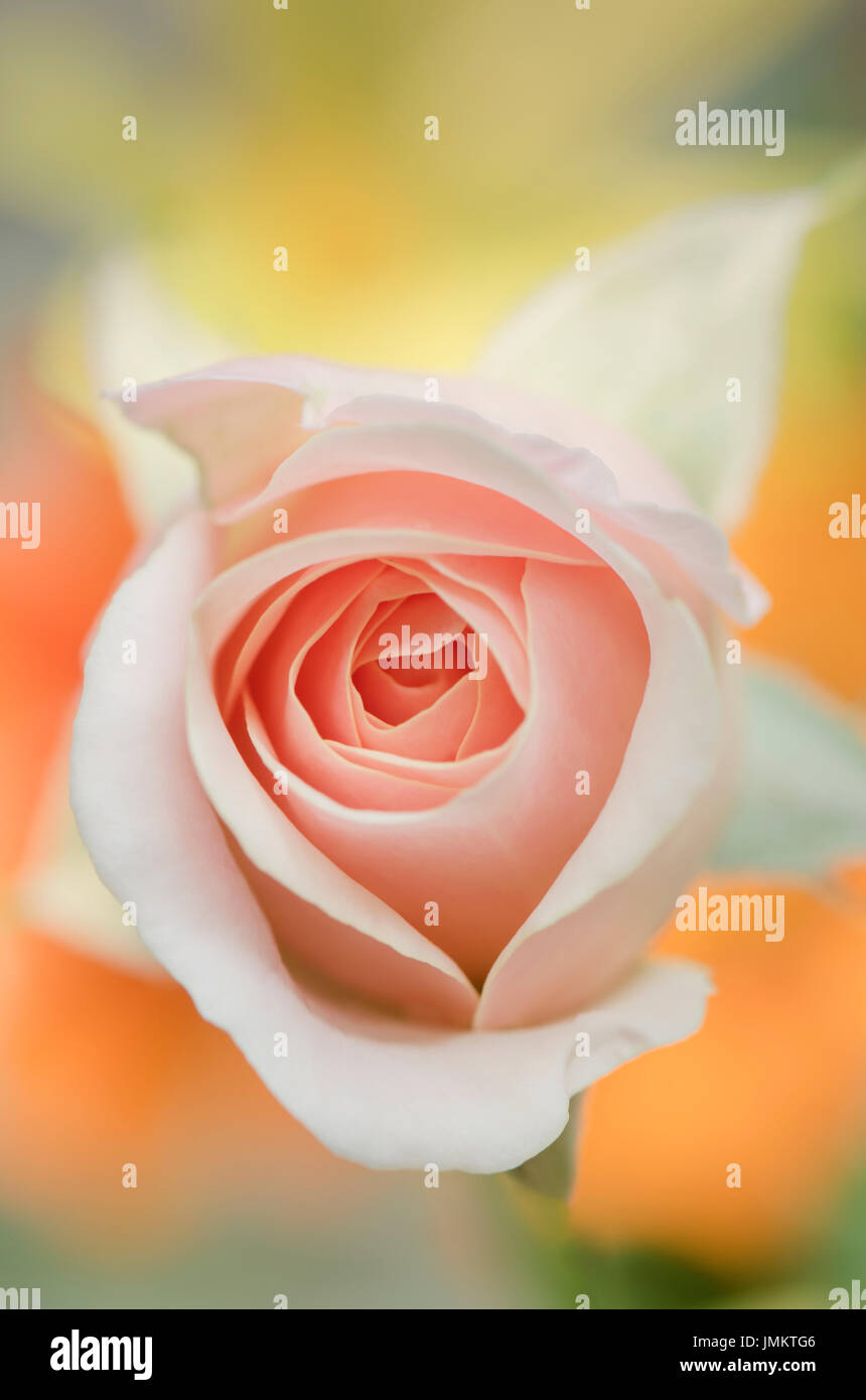 Pink floral shapes hi-res stock photography and images - Alamy