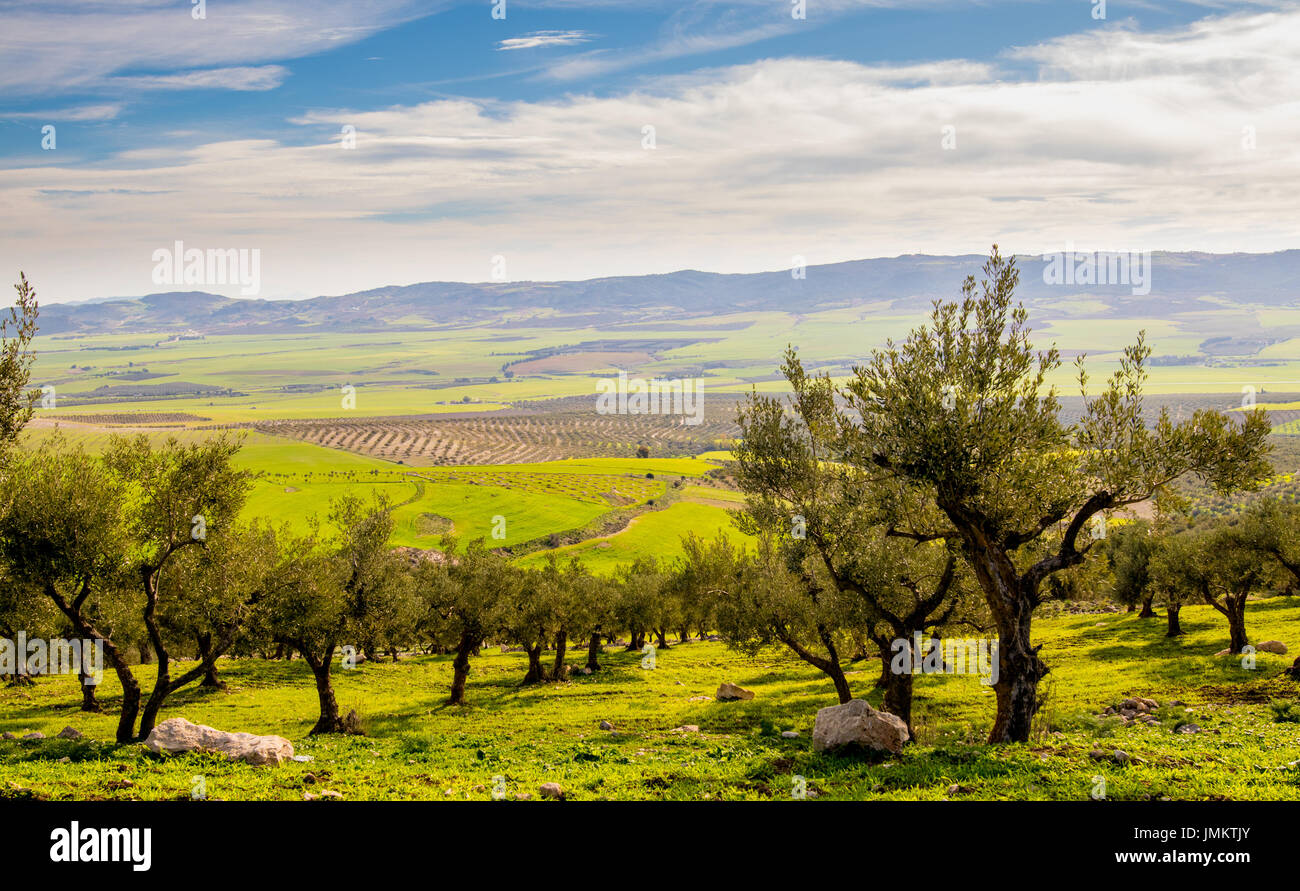Olive trees with yellow sky and sun hi-res stock photography and images ...