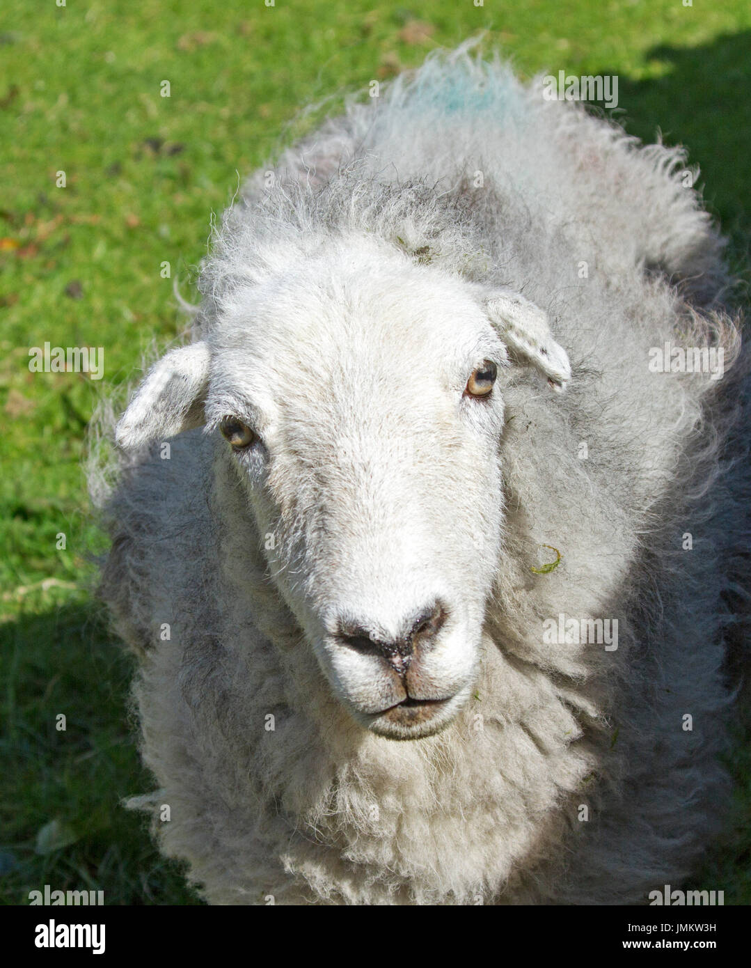Face of Herdwick sheep, staring at camera, in Lake District Cumbria ...