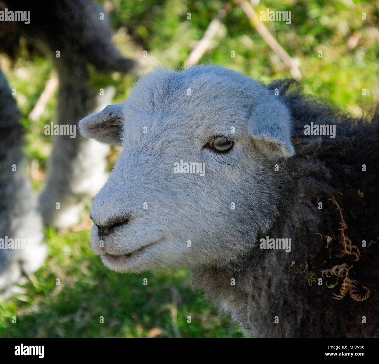 Face of brown and white Herwick sheep ewe in Lake District, England ...