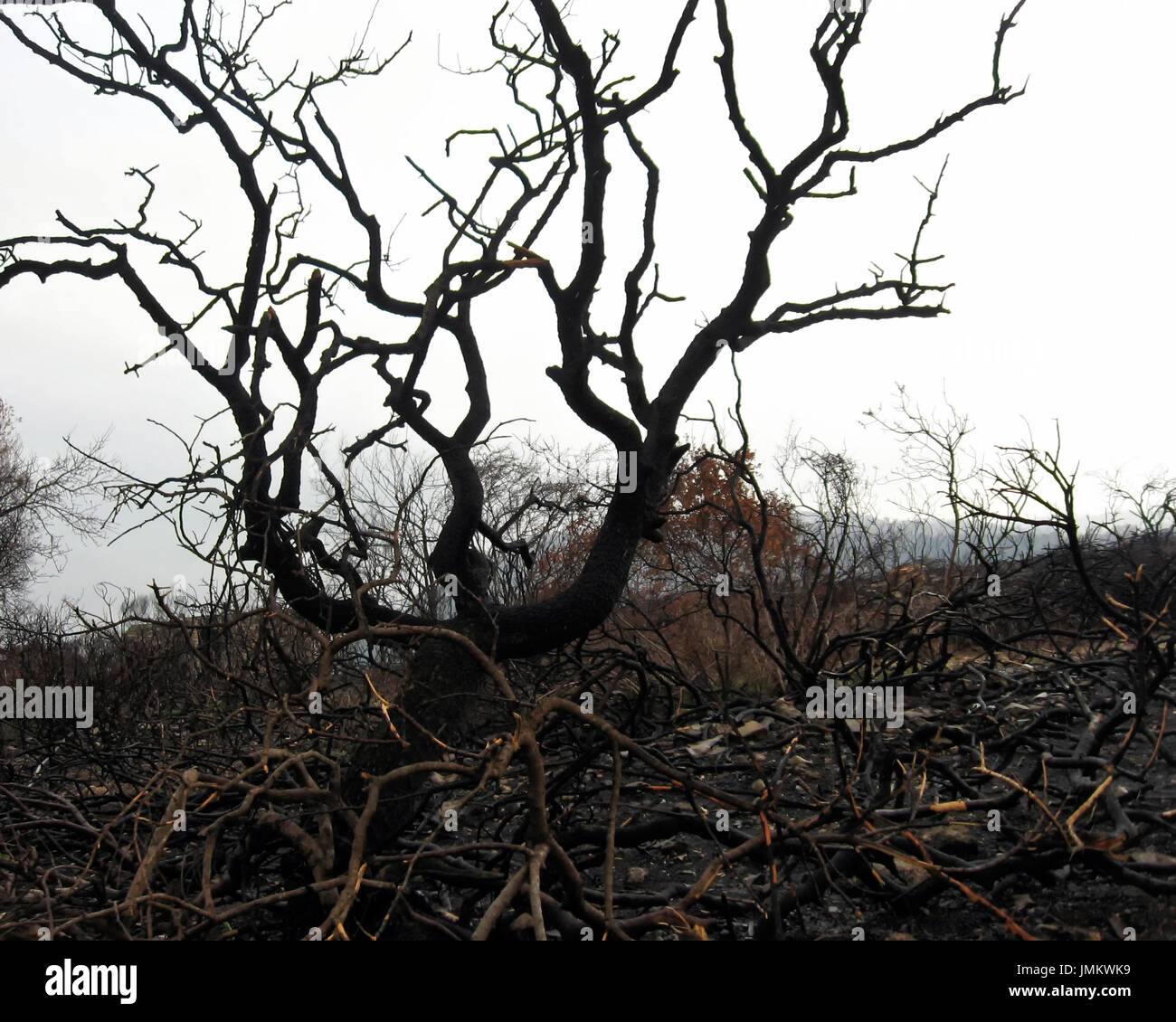 Burnt tree ashes hi-res stock photography and images - Alamy