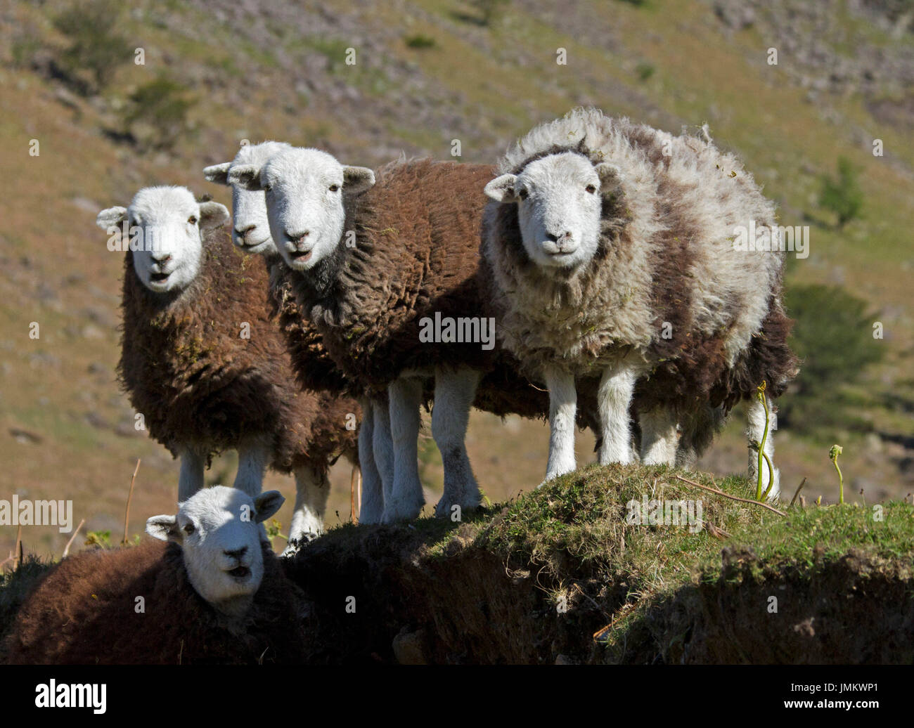 Hardwick sheep breed hi-res stock photography and images - Alamy