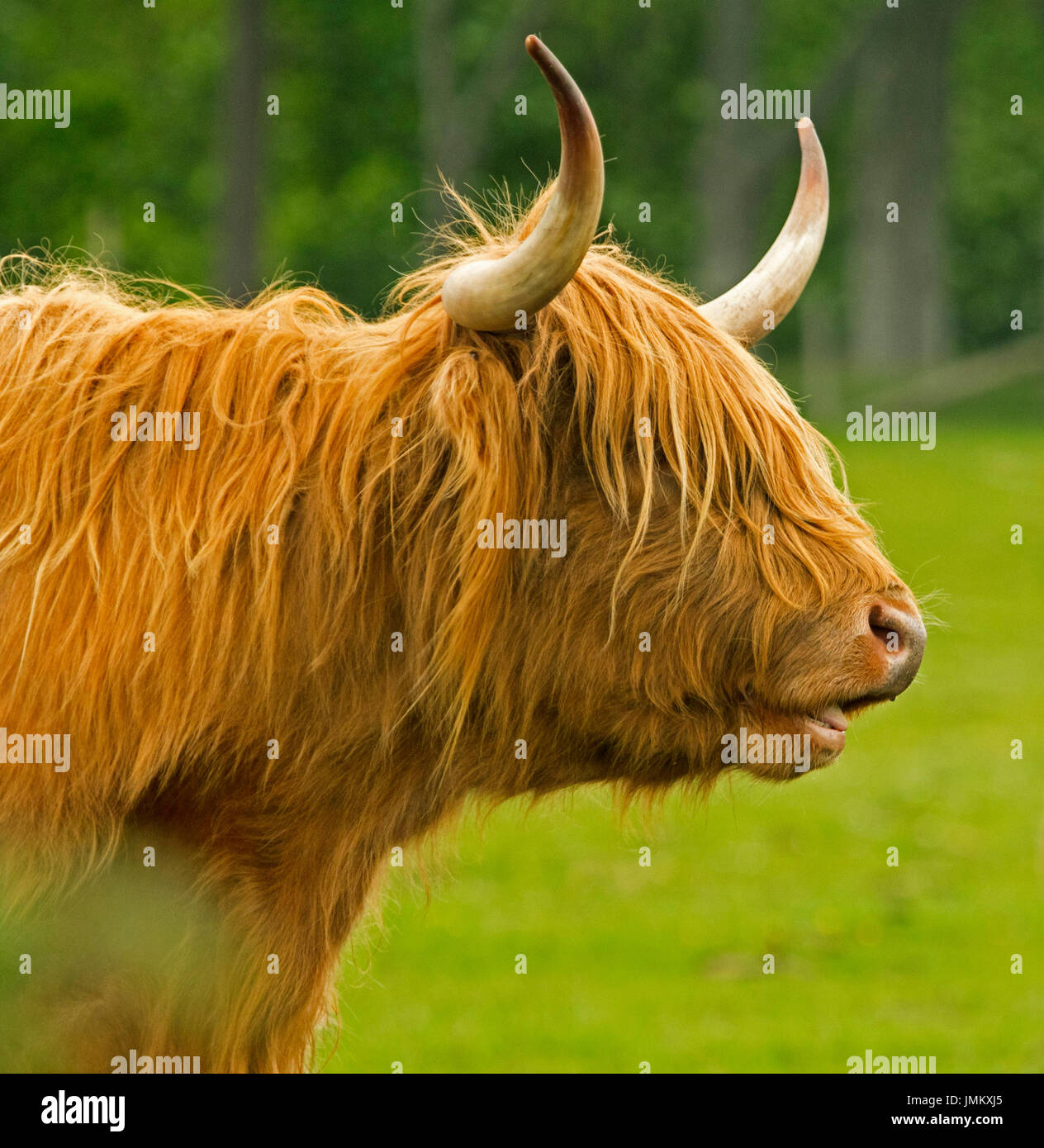 Scottish Highland Cattle Head Stock Photos & Scottish Highland Cattle ...