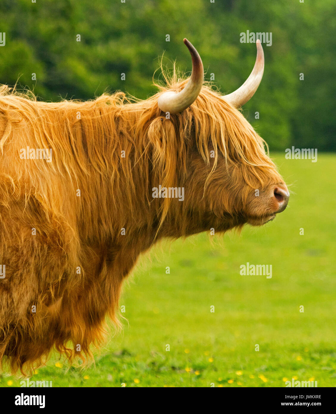 Scottish breeds of cattle hi-res stock photography and images - Alamy
