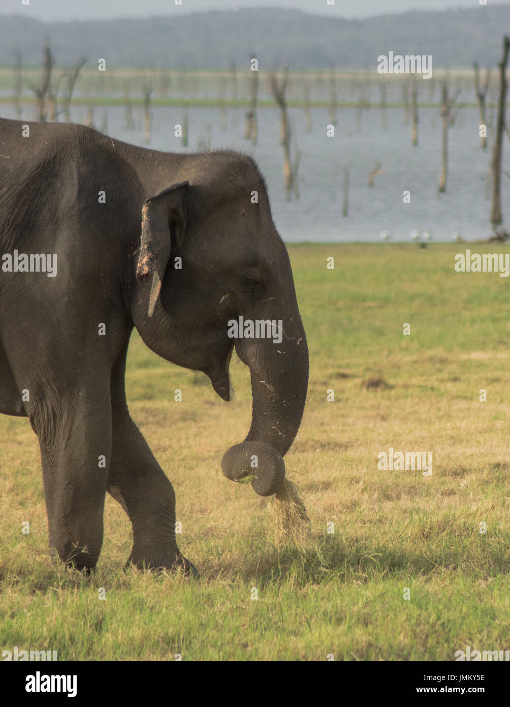 How do you eat an elephant hi-res stock photography and images - Alamy