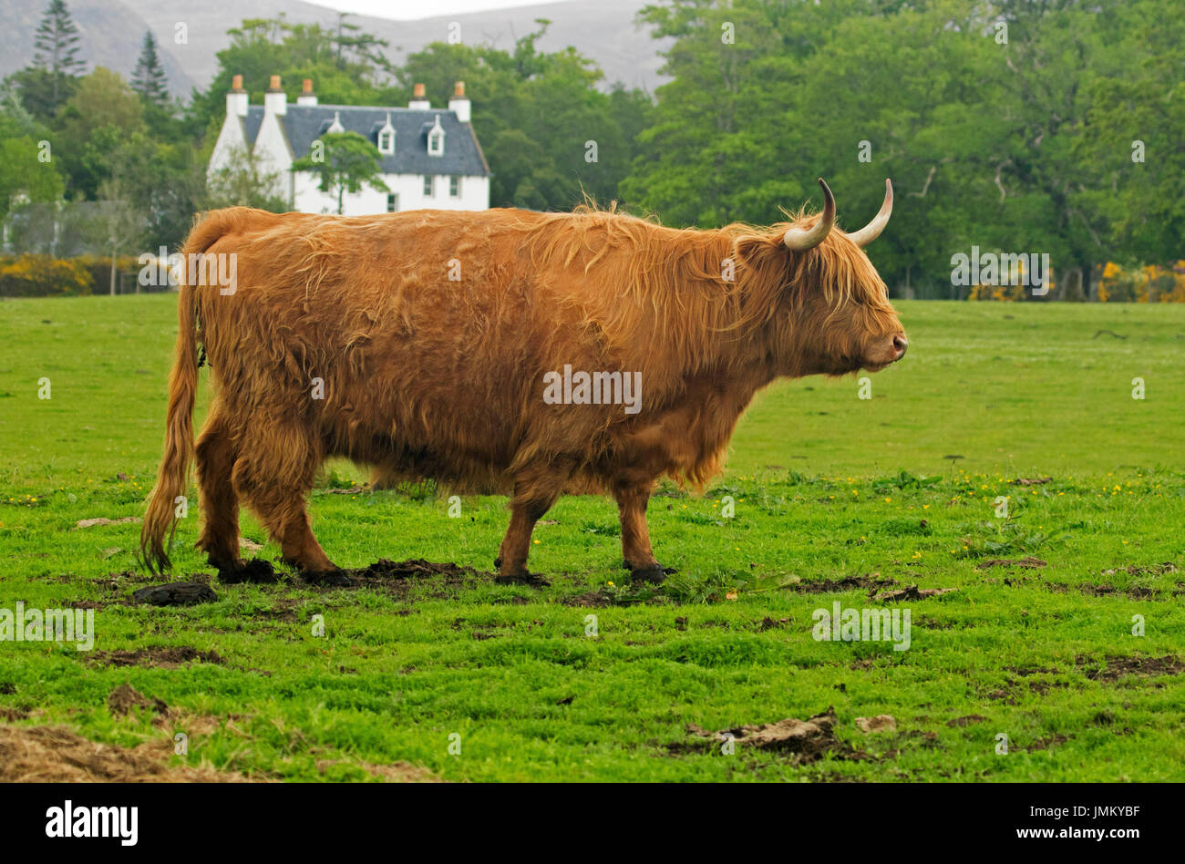Red haired highland cow in green field with woods and Scottish ...