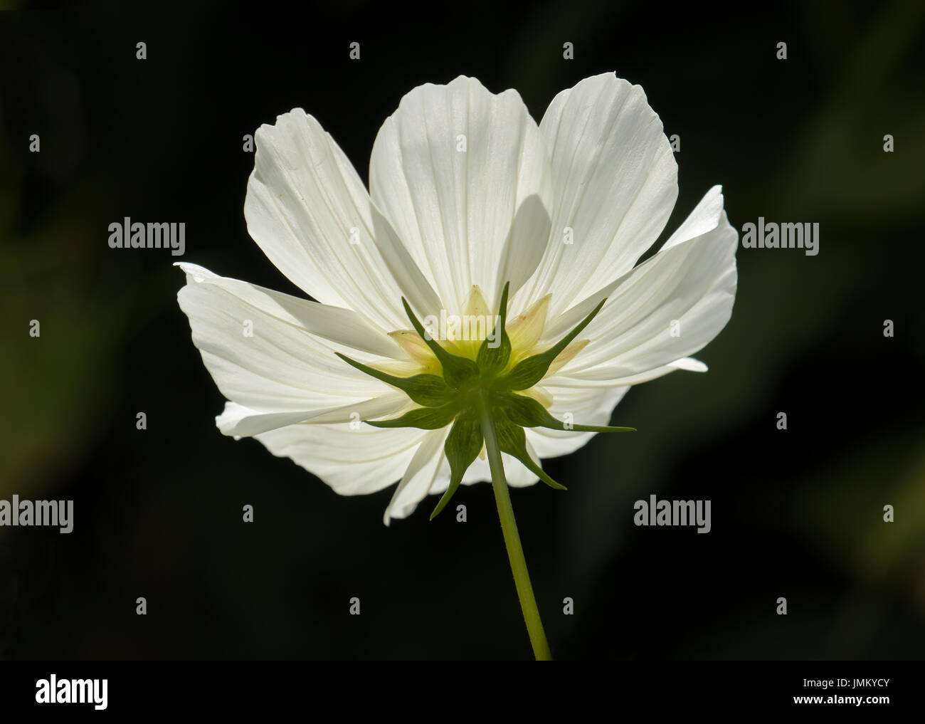 Backlit white flowering hi-res stock photography and images - Alamy