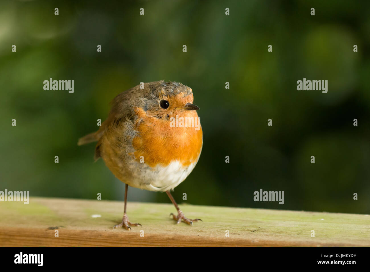 Robin feet hi-res stock photography and images - Alamy
