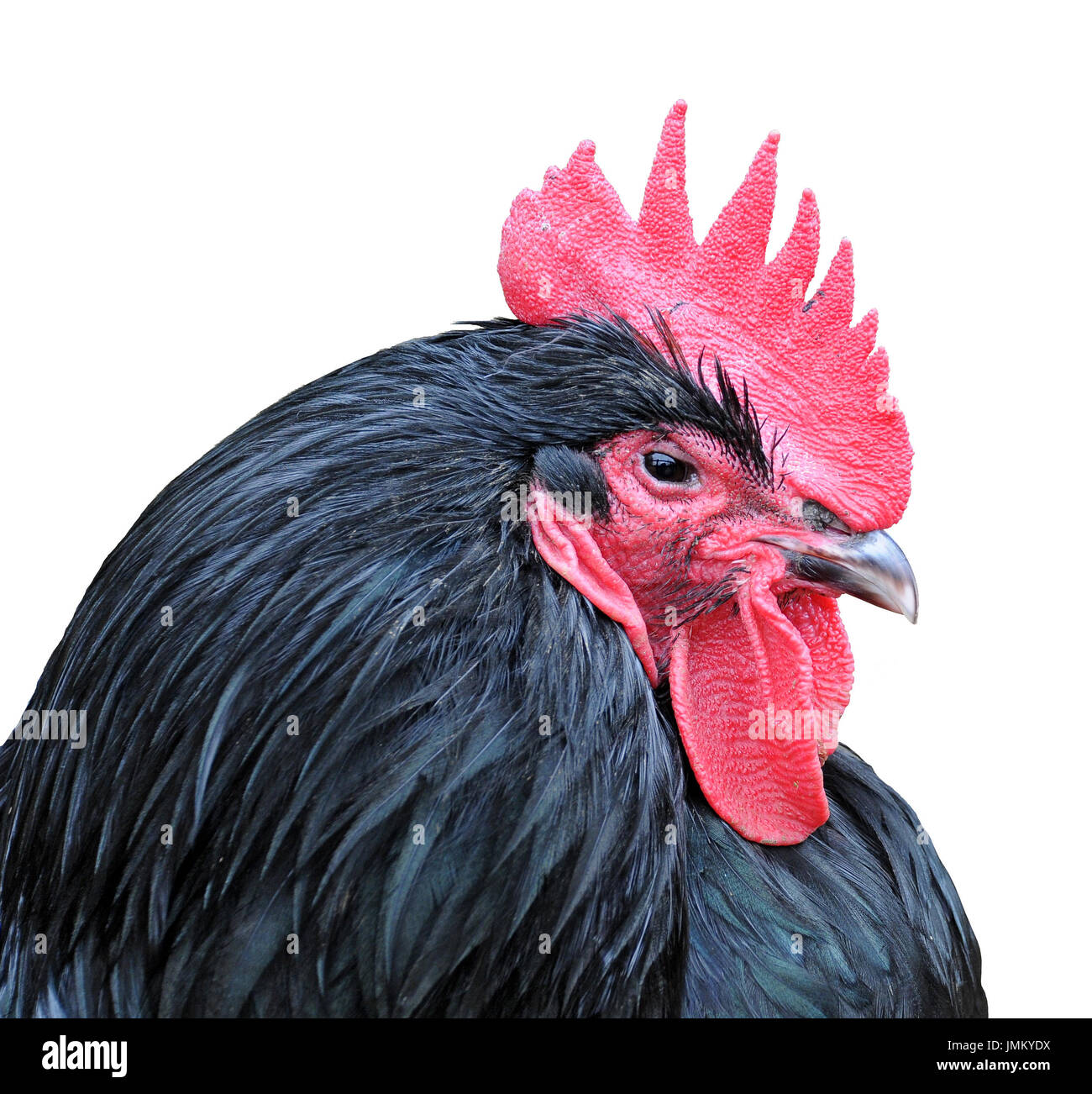 Close Up Of The Head Of A Large Black Rooster Cockerel Chicken Gallus