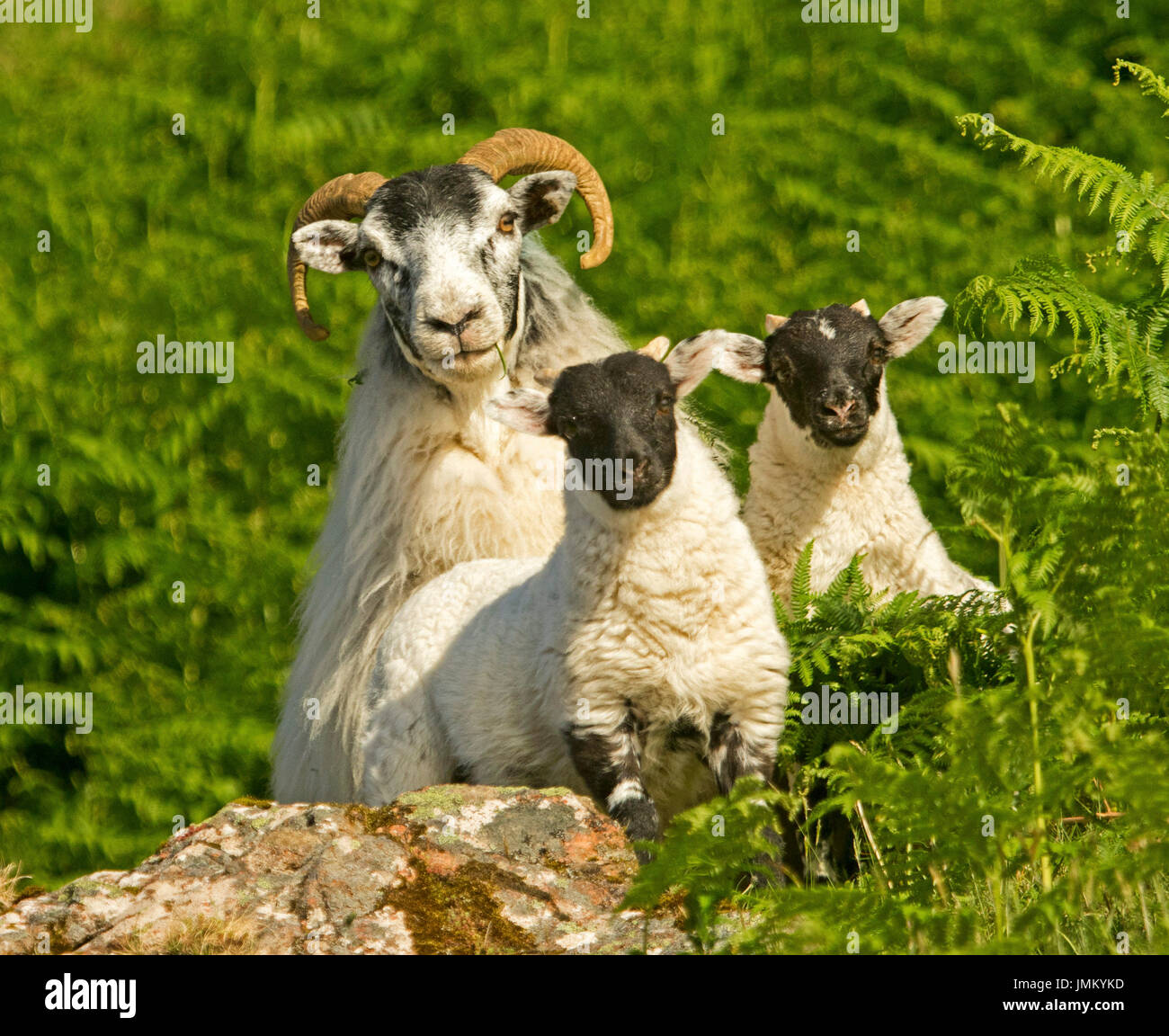 Heritage breed sheep hi-res stock photography and images - Alamy