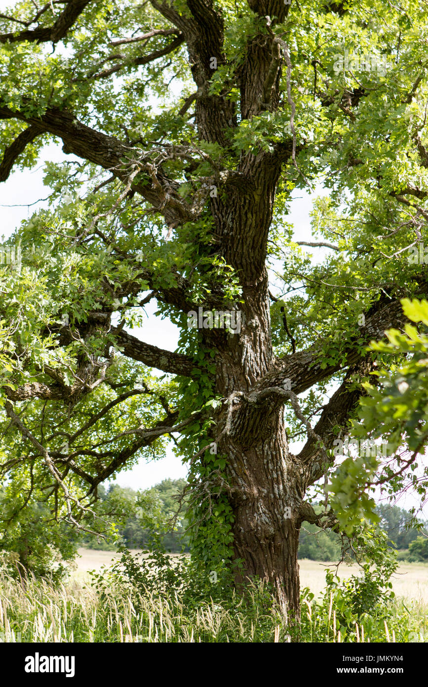 Oak tree in prairie during summer with blue sky Stock Photo - Alamy
