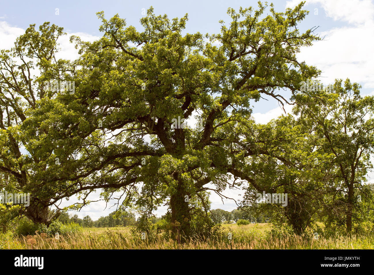 Oak tree in prairie during summer with blue sky Stock Photo - Alamy