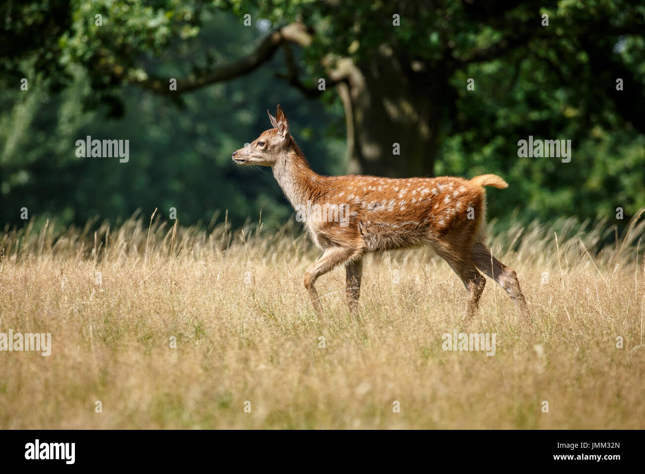 Bambi - A young Fallow deer fawn trailing its mother on its own Stock ...