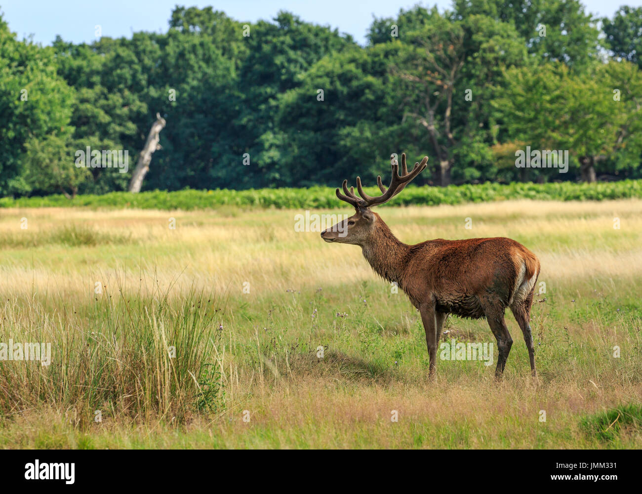 A wild Red deer Stock Photo - Alamy
