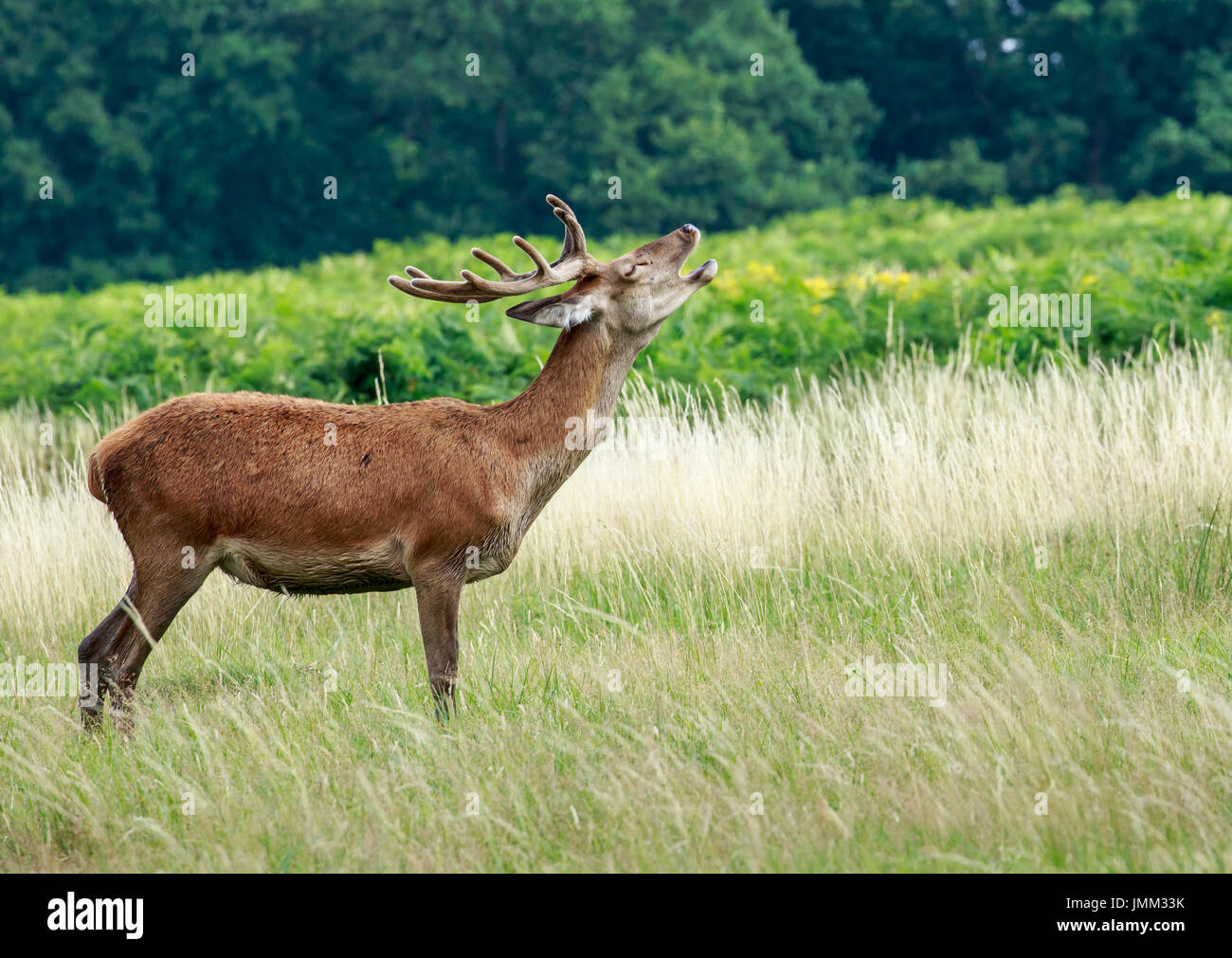 A braying deer hi-res stock photography and images - Alamy